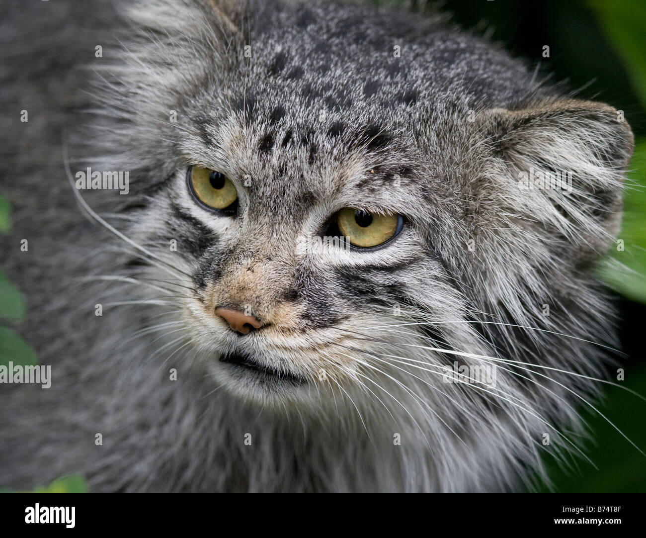 Chat pallas Banque de photographies et d’images à haute résolution - Alamy
