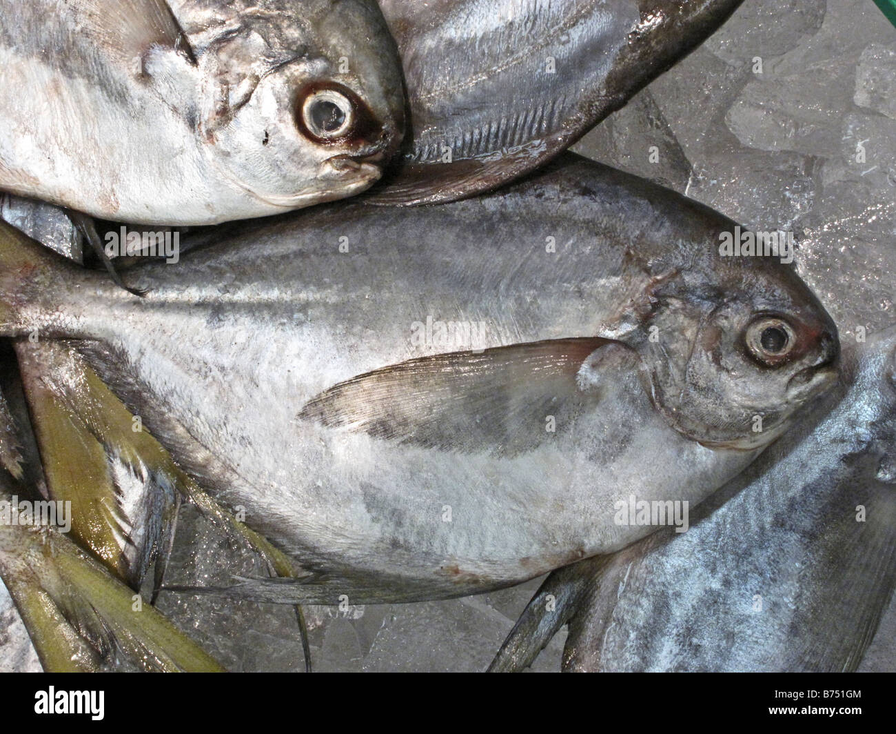 Pompano fish Banque de photographies et d’images à haute résolution - Alamy