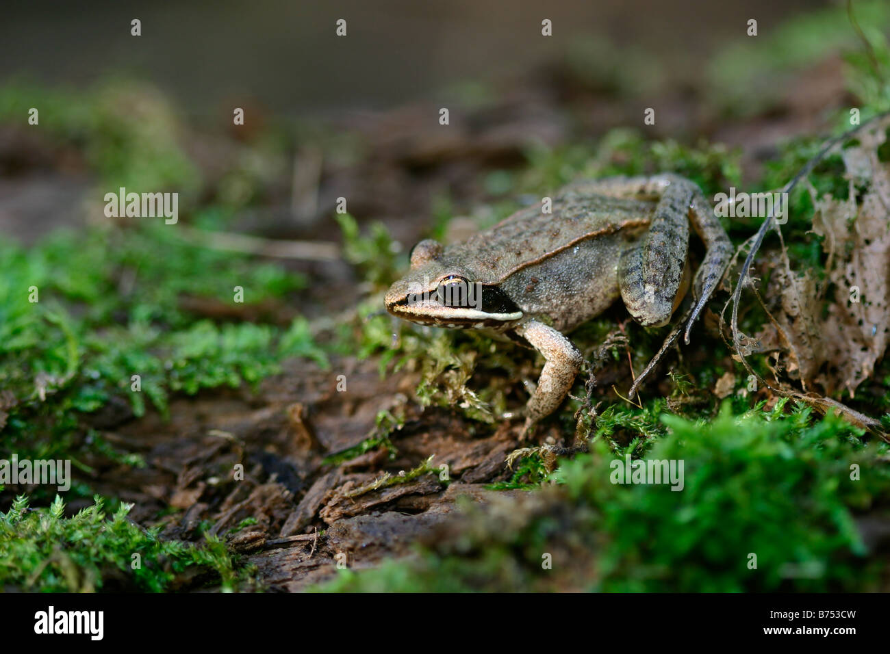 Grenouille des bois adulte rana sylvatica Banque de photographies et d ...