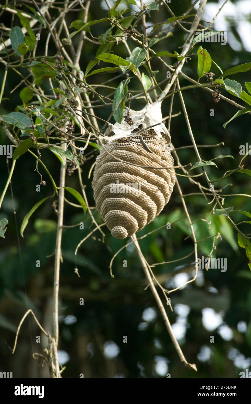Insect habitat wasps nests Banque de photographies et d’images à haute ...
