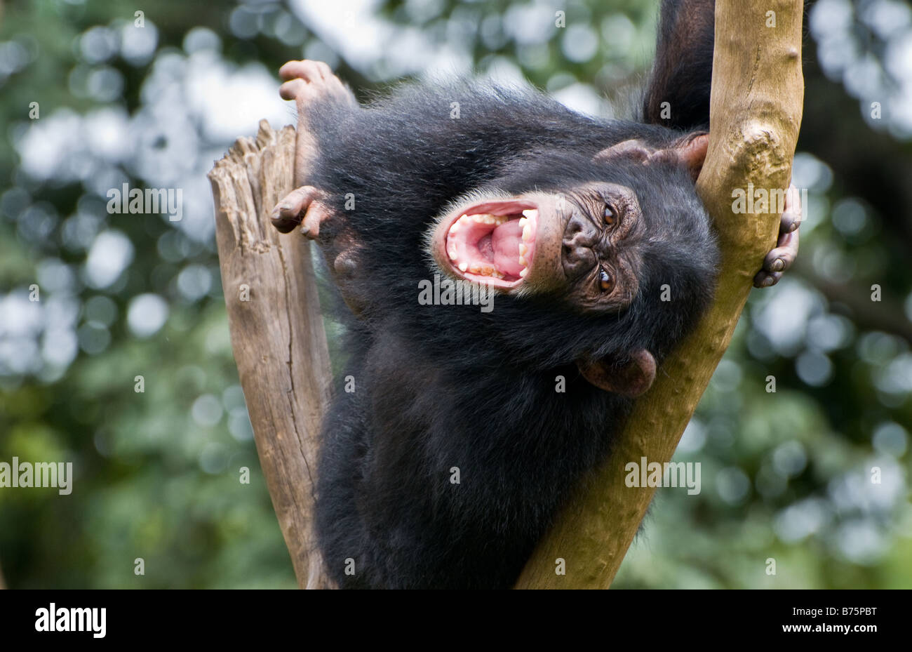 Singe rire Banque de photographies et d’images à haute résolution - Alamy