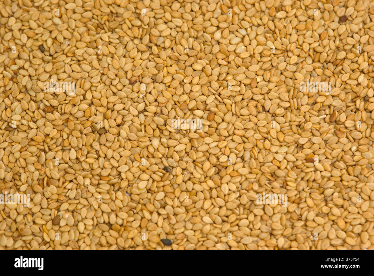 Sesam seeds Banque de photographies et d’images à haute résolution - Alamy