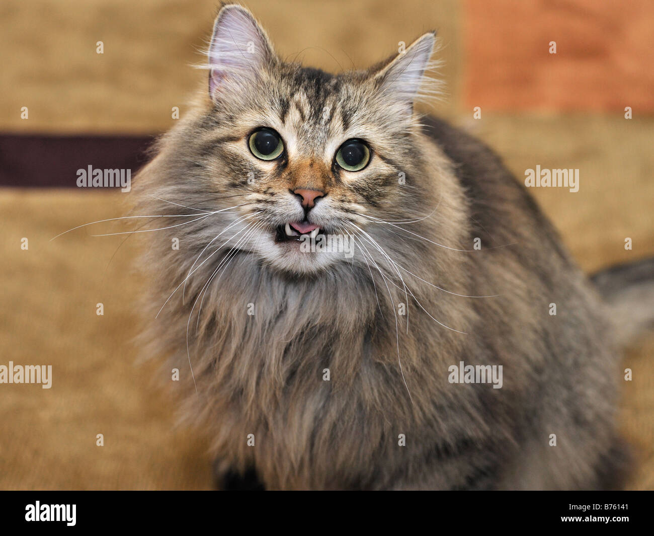 Meow meow Banque de photographies et d’images à haute résolution - Alamy