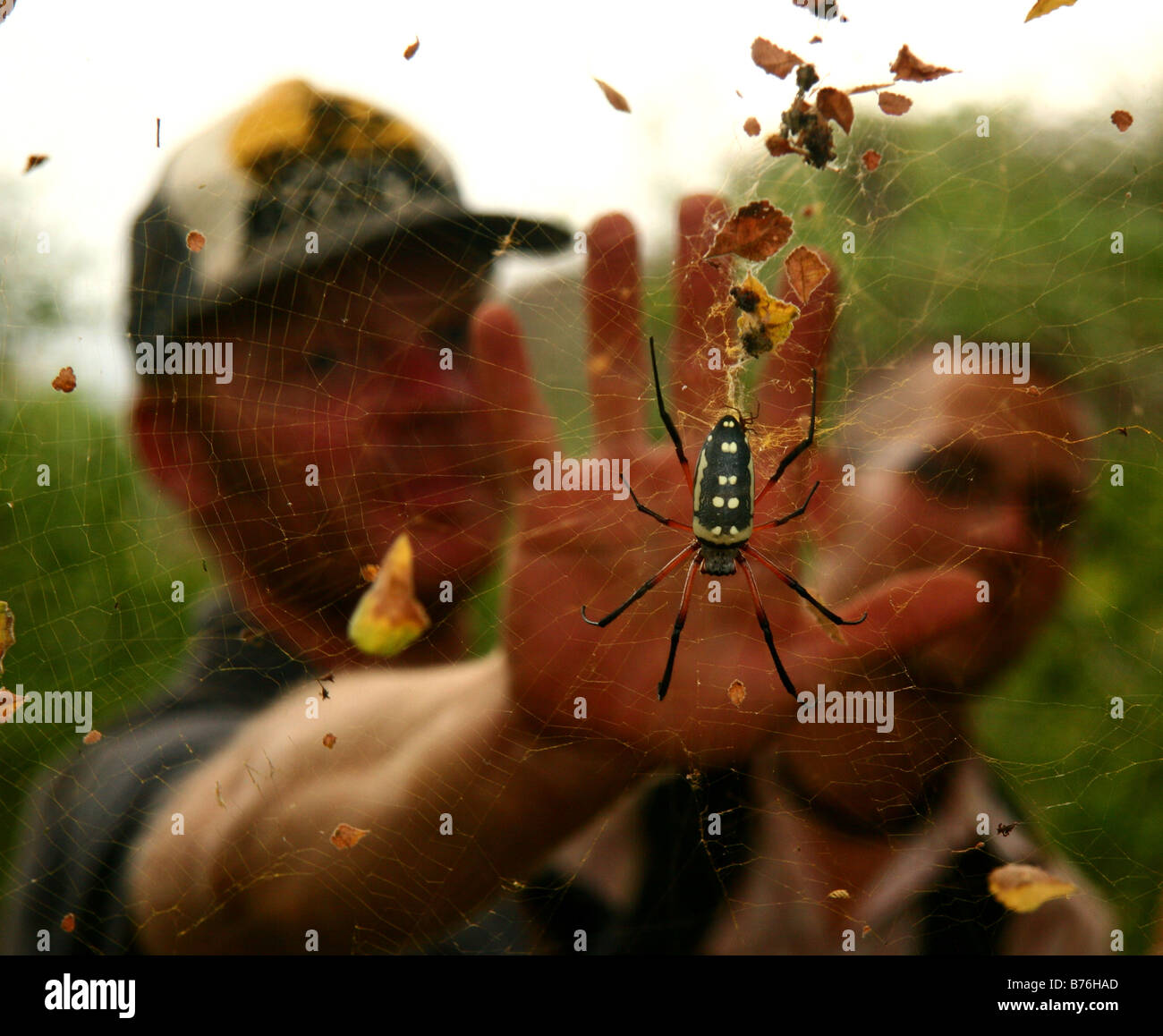 Araignée avec des taches jaunes Banque de photographies et d’images à ...