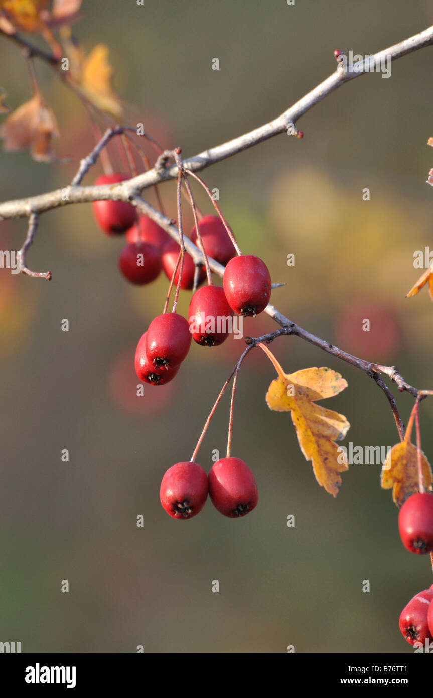 Crataegus microphylla Banque de photographies et d’images à haute ...