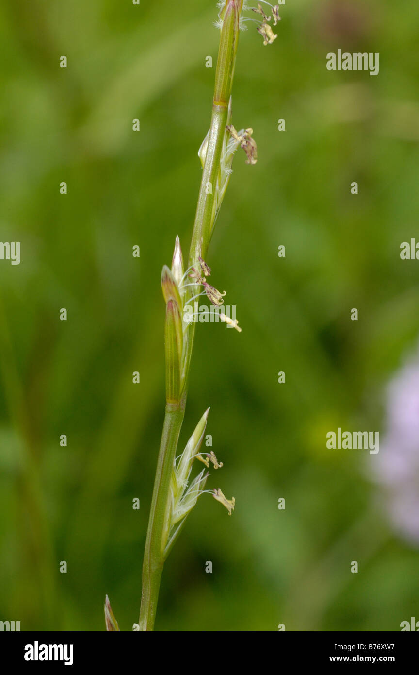 Ray grass anglais Banque de photographies et d’images à haute ...