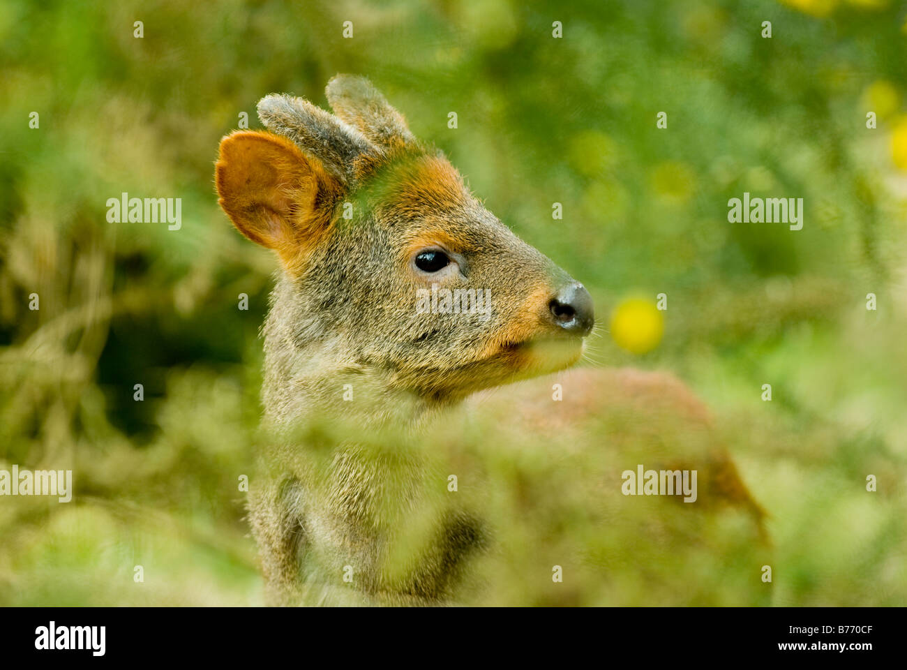 Pudu du sud Banque de photographies et d’images à haute résolution - Alamy