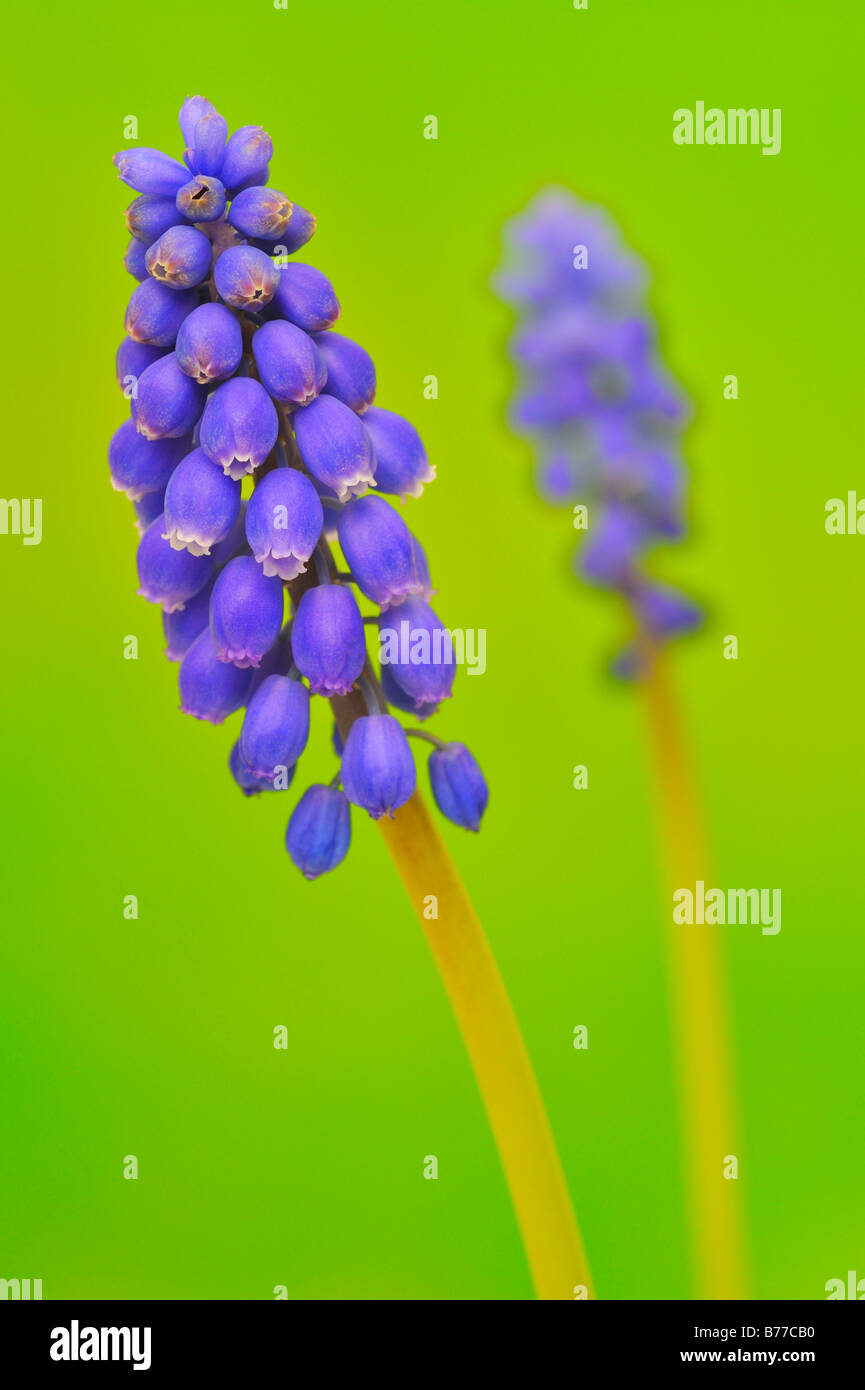 Muscari botryoides Banque de photographies et d’images à haute ...