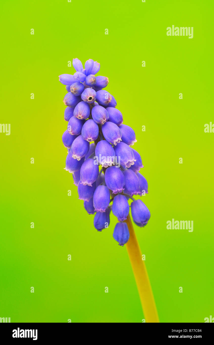 Muscari botryoides Banque de photographies et d’images à haute ...