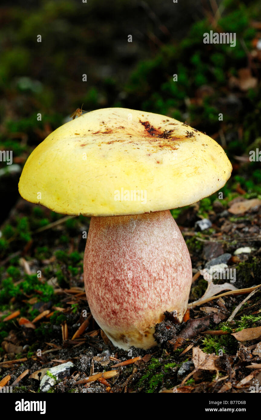 Pied Rouge Banque d'image et photos - Alamy
