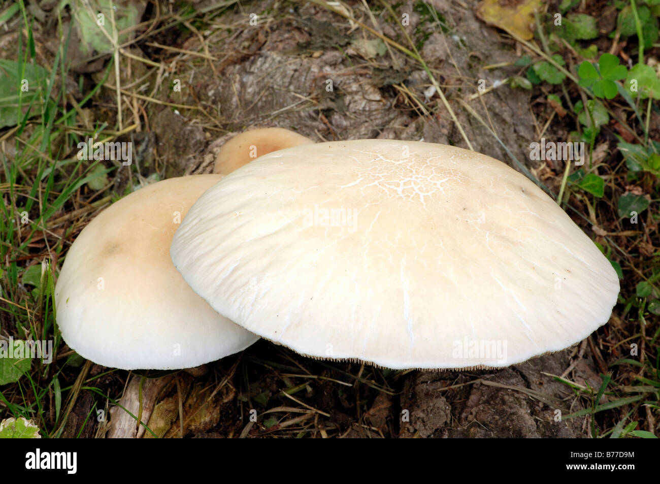 Champignons Champignons de prairie ou de champ (Agaricus campestris ...