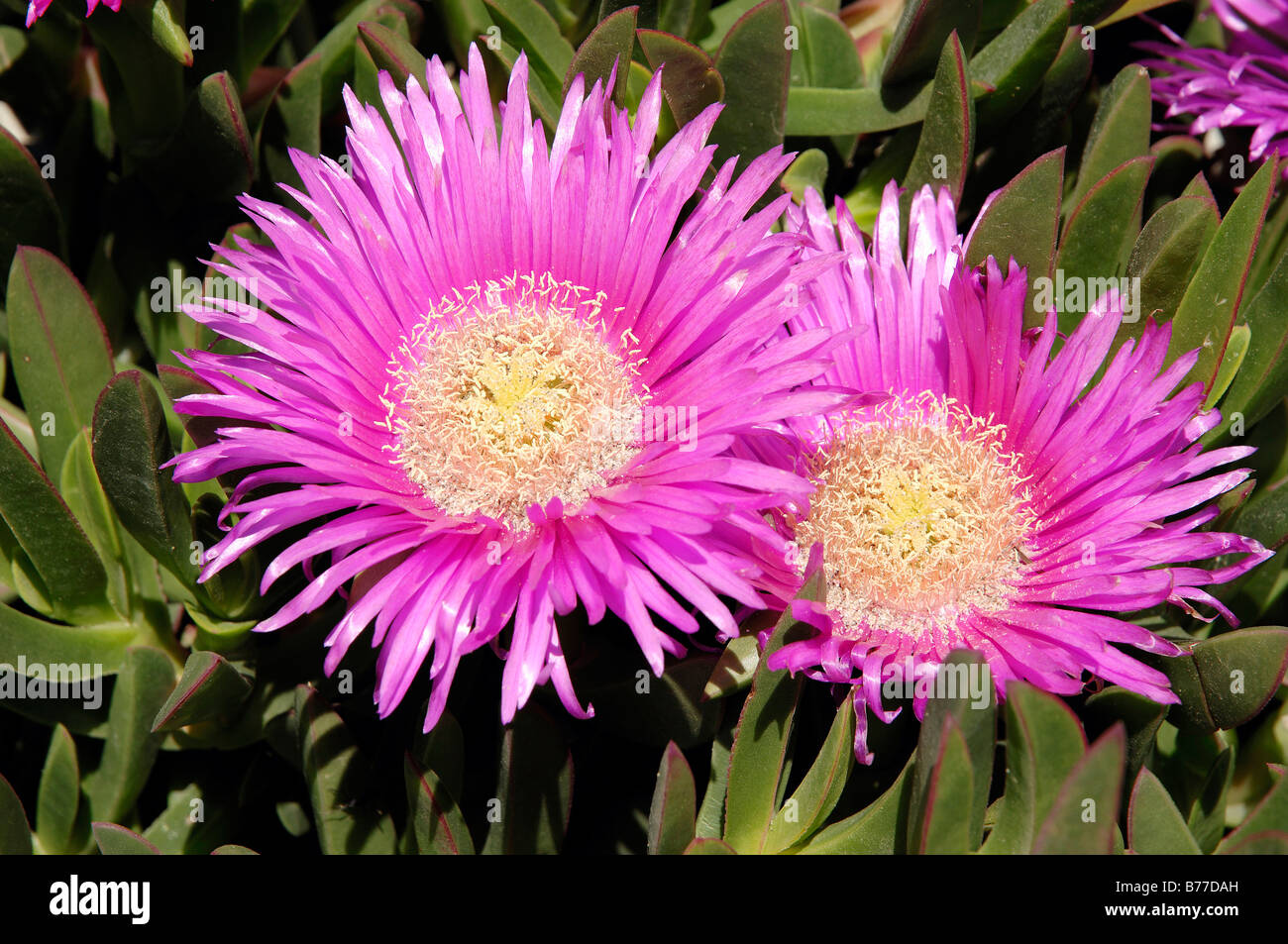 Hottentot figue Banque de photographies et d’images à haute résolution ...