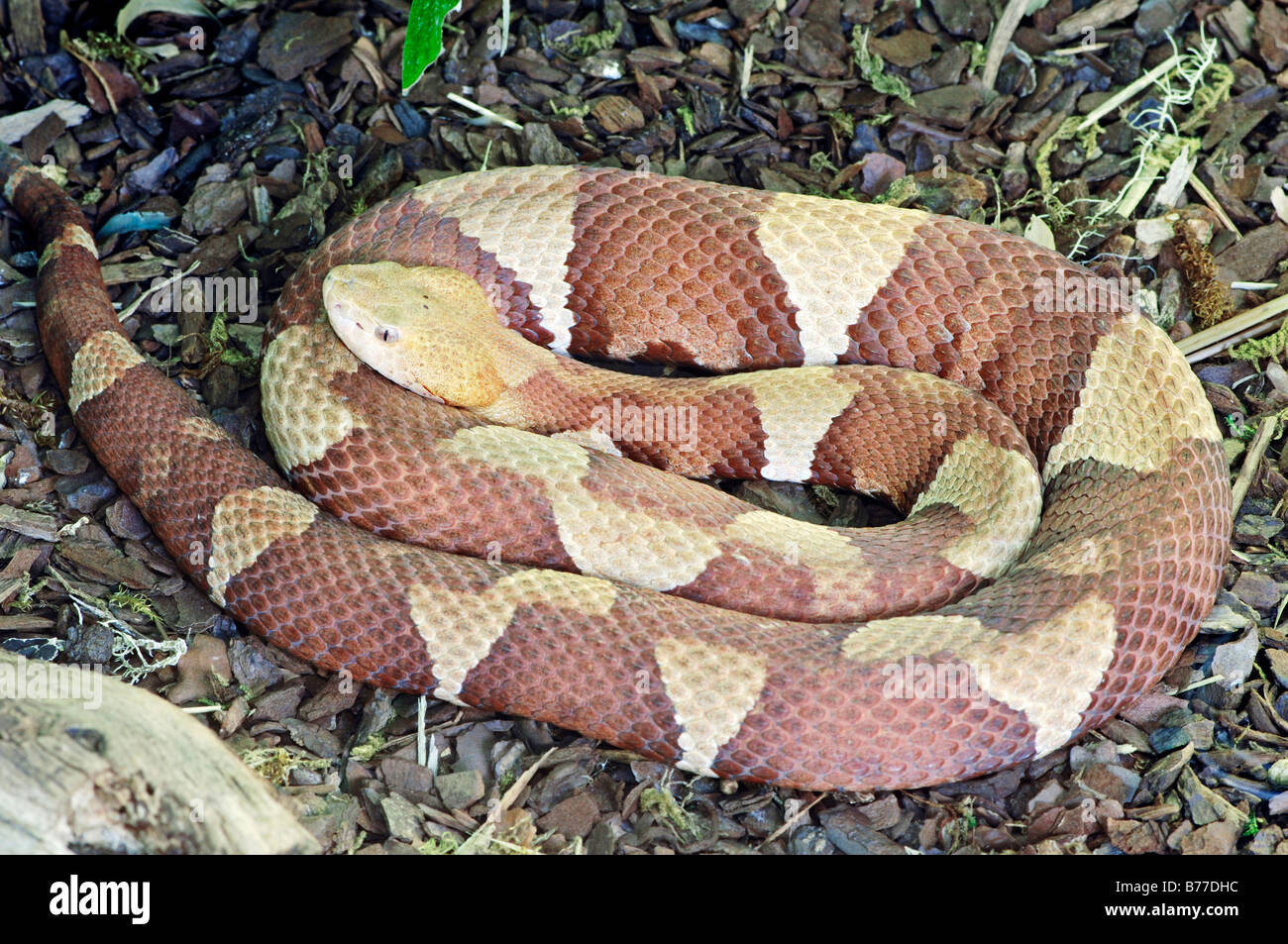 Agkistrodon contortrix Banque de photographies et d’images à haute ...