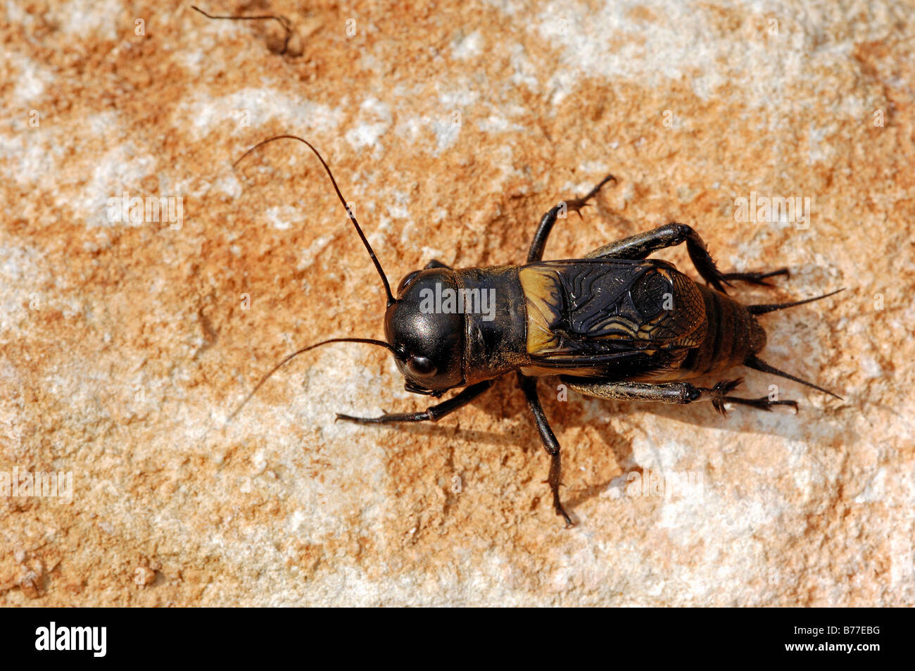 Grillon (Gryllus campestris), homme, Provence, France, Europe du Sud ...