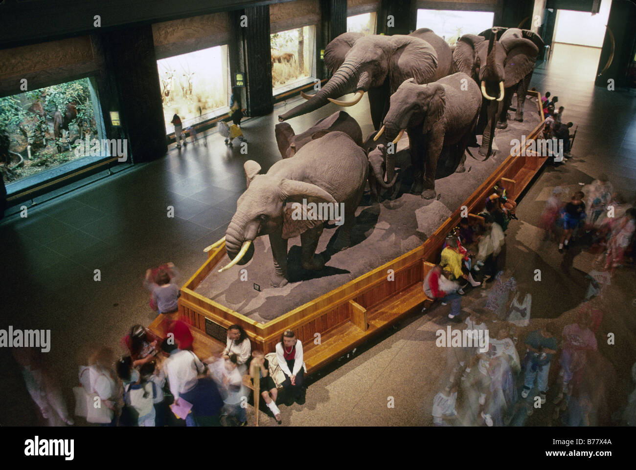 La pièce de l'éléphant d'American Museum of Natural History New York ...