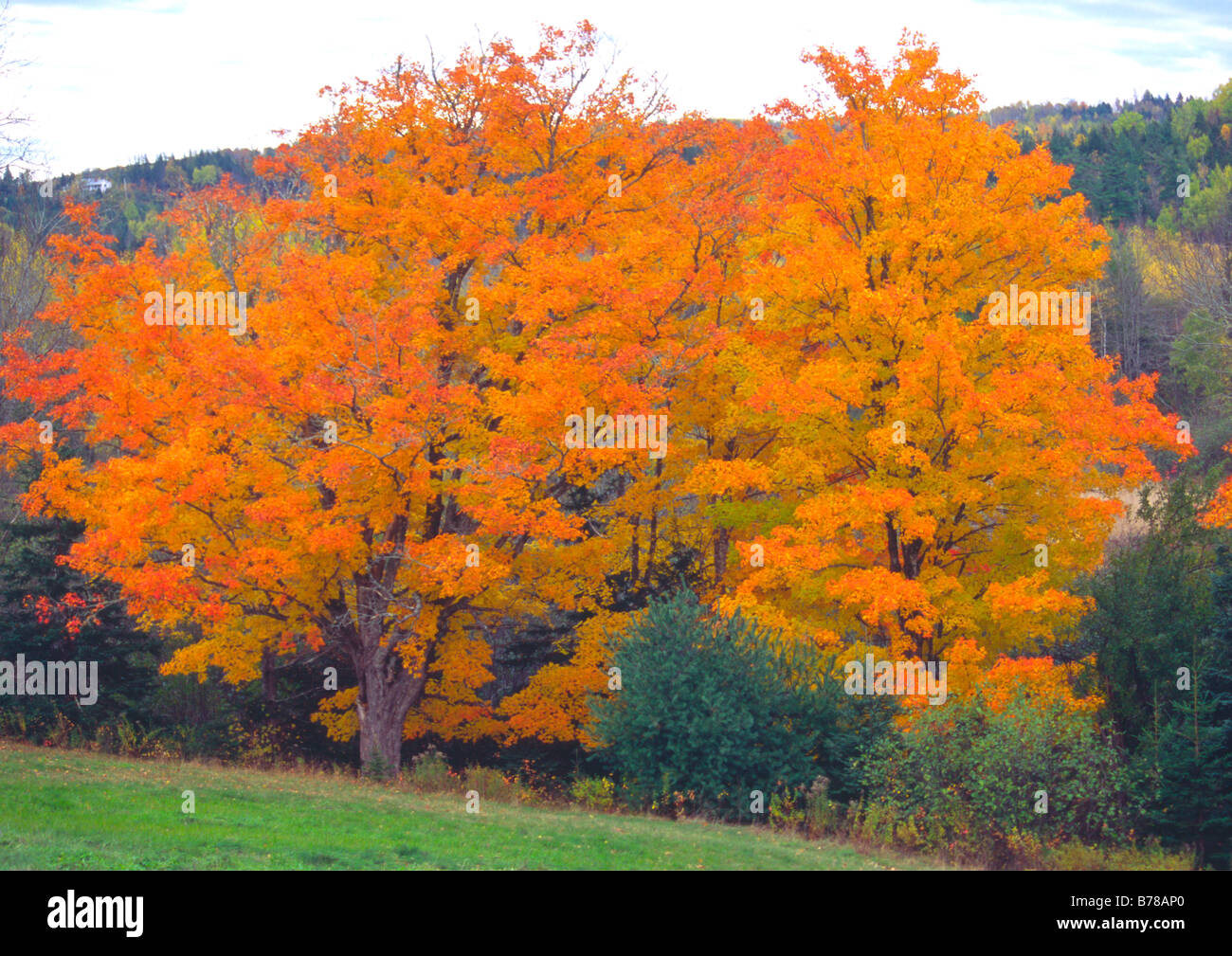 érable à sucre automne Banque de photographies et d’images à haute ...