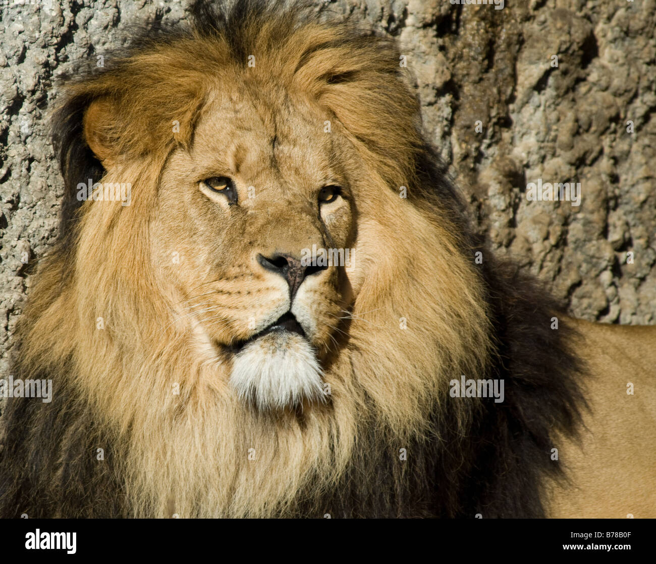 Lion stalk Banque de photographies et d’images à haute résolution - Alamy