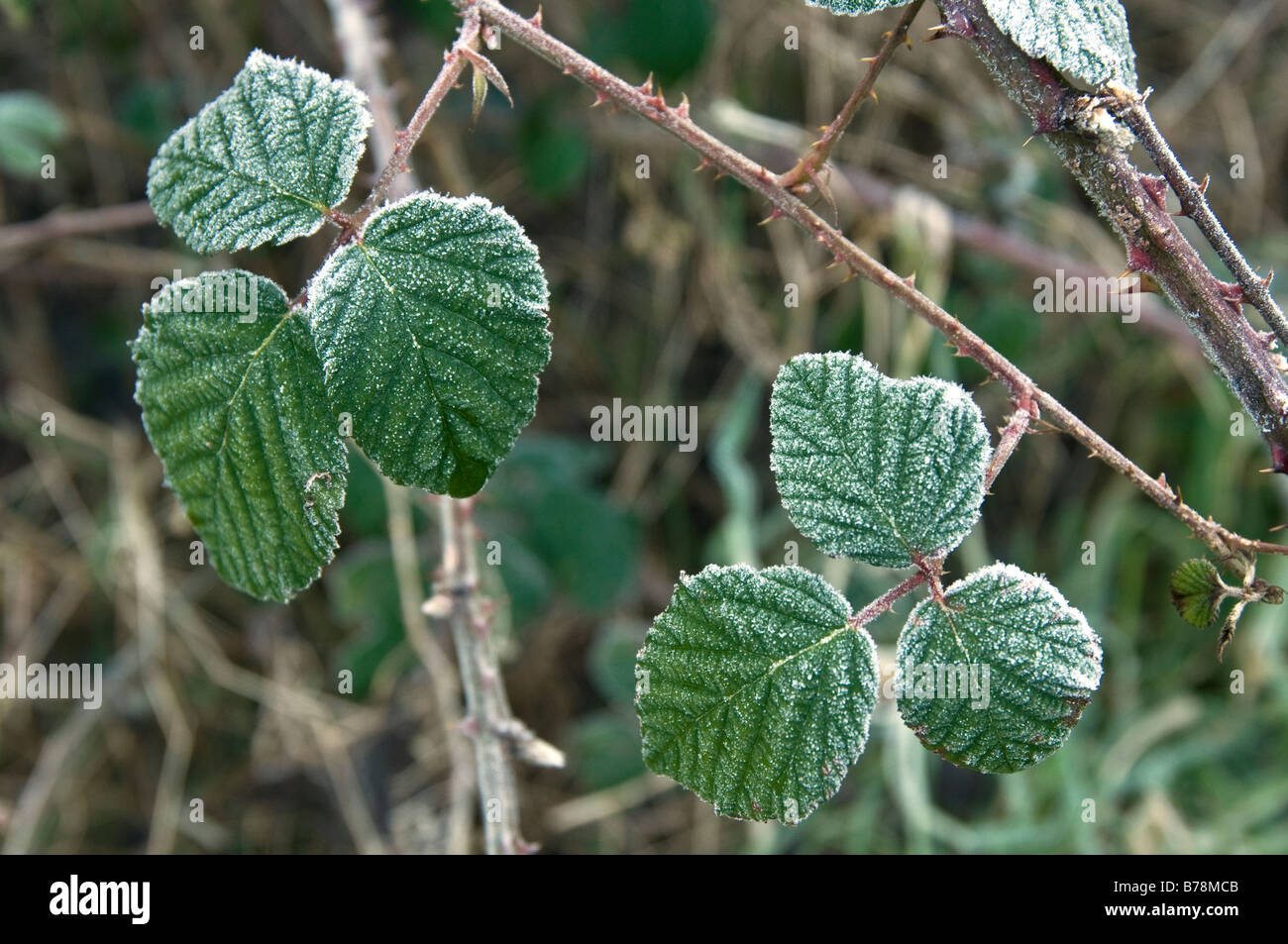 Feuilles de ronces Banque de photographies et d’images à haute ...