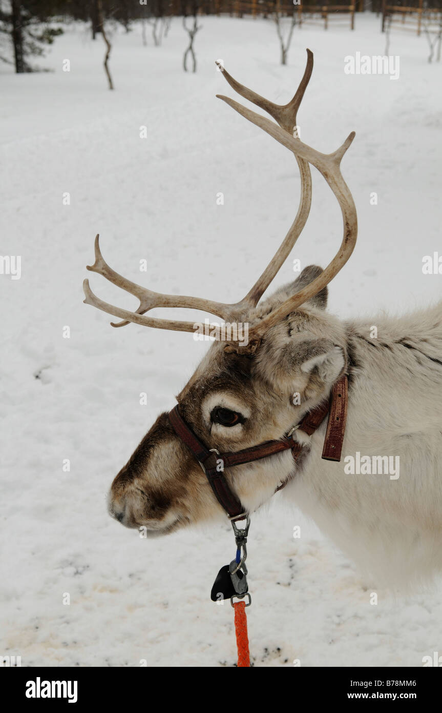 Hutte sami Banque de photographies et d’images à haute résolution - Alamy