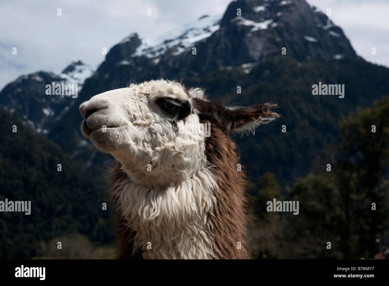 Lama portrait Banque de photographies et d’images à haute résolution ...