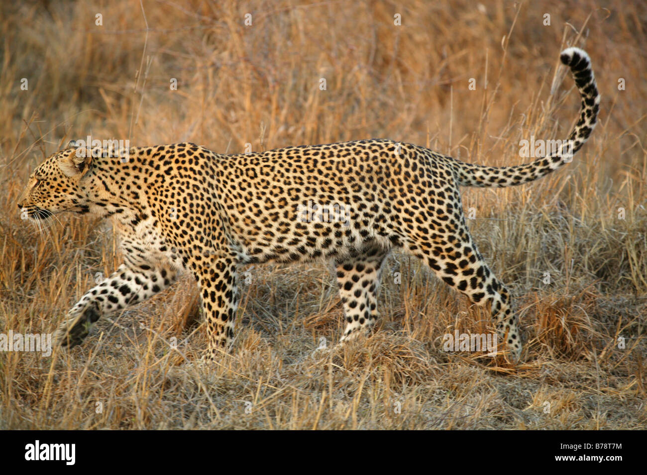 Leopard pelt Banque de photographies et d’images à haute résolution - Alamy