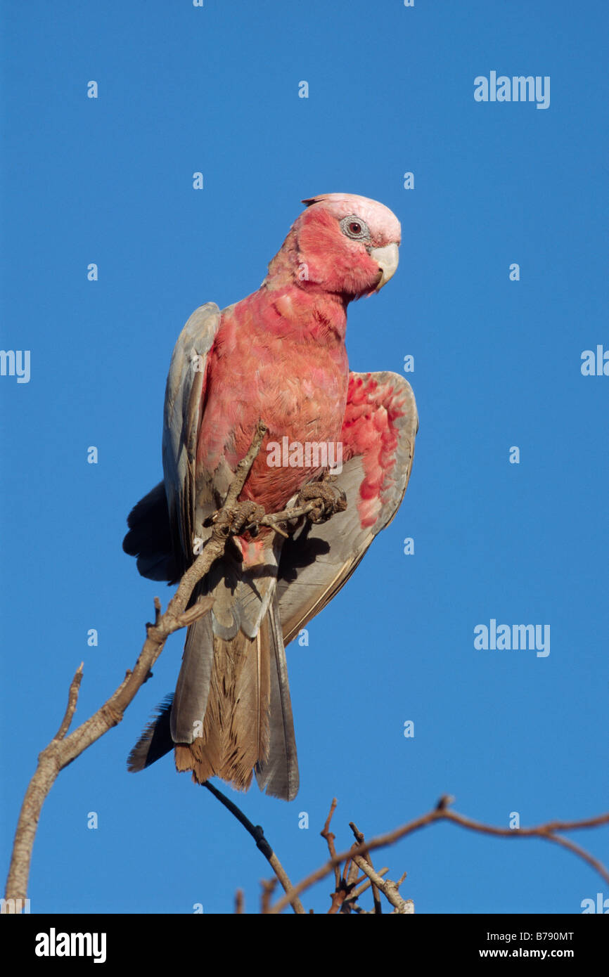 Rose poitrine Banque de photographies et d’images à haute résolution ...