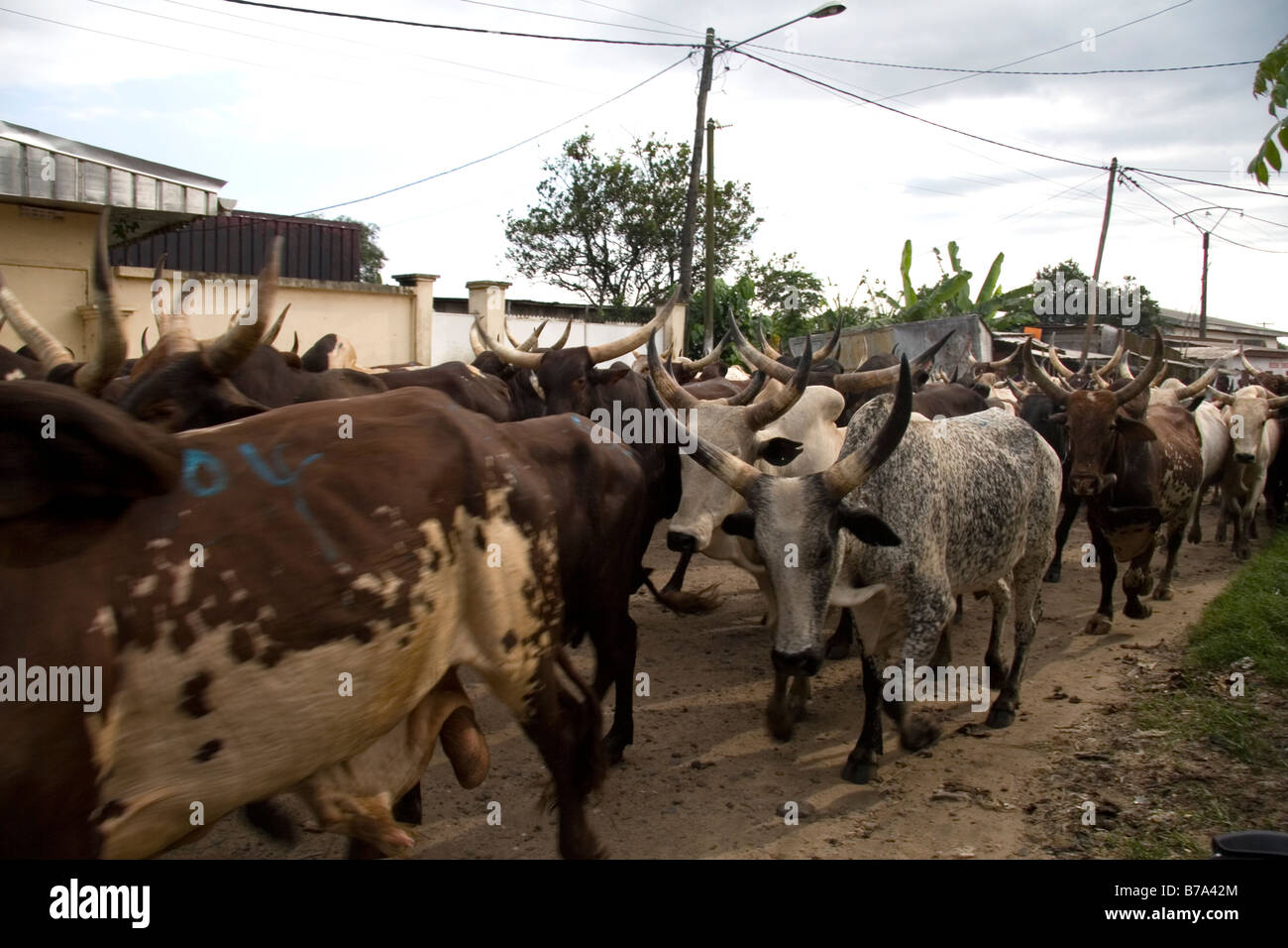 Troupeau de zébus d'Afrique de l'Ouest conduit à l'abattoir Bonendale Cameroun Afrique de l ...