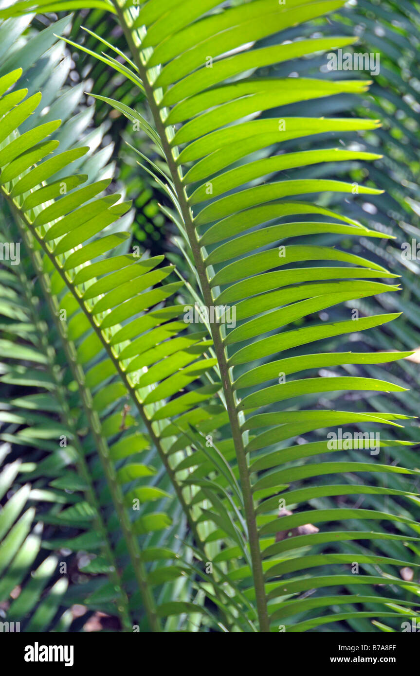 Encephalartos lebomboensis Banque de photographies et d’images à haute ...