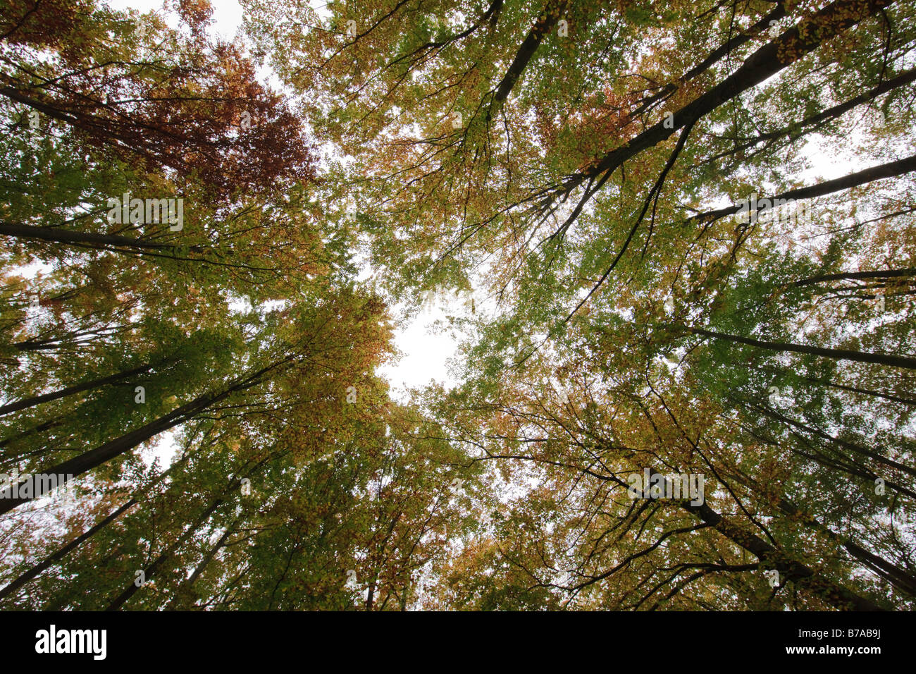 Couleurs d'automne dans les bois de vienne wienerwald Banque de ...