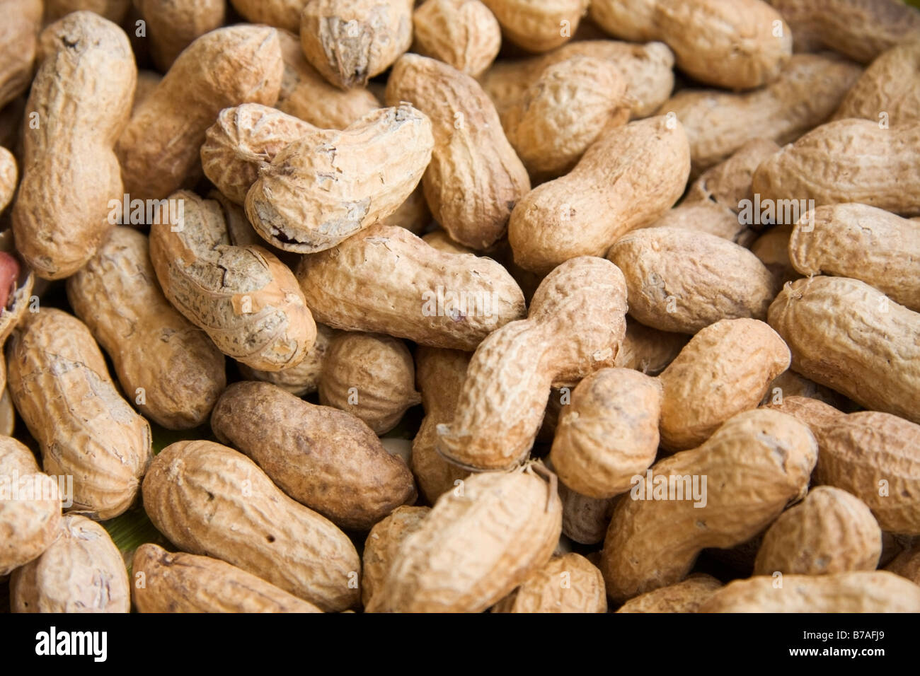 Arachis hypogaea Banque de photographies et d’images à haute résolution ...