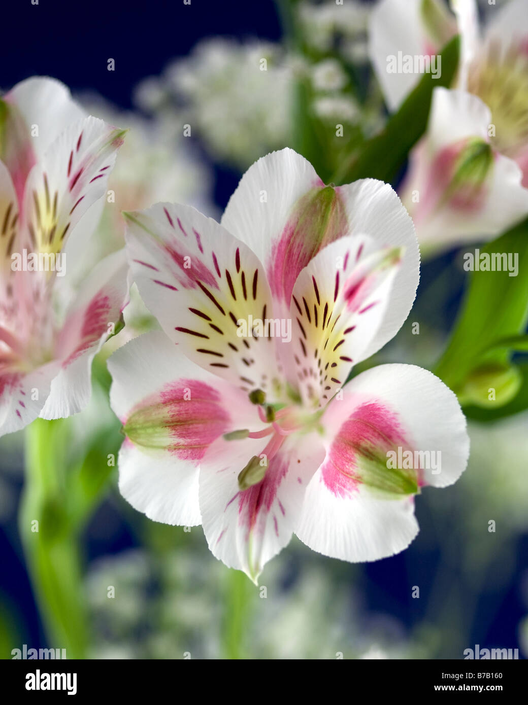 Lilly bleu Banque de photographies et d’images à haute résolution - Alamy