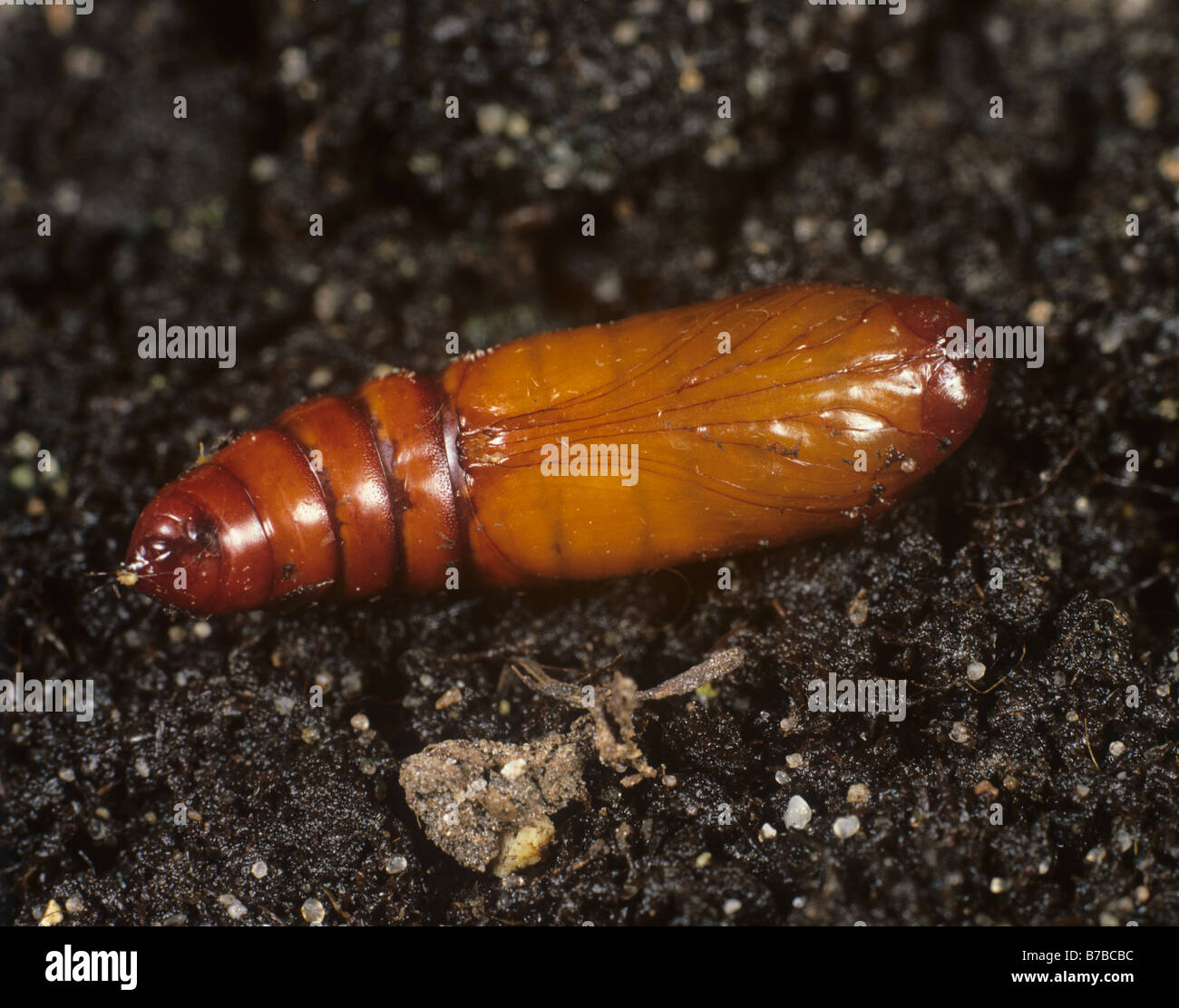 American bollworm Helicoverpa armigera chrysalide sur le sol Photo ...