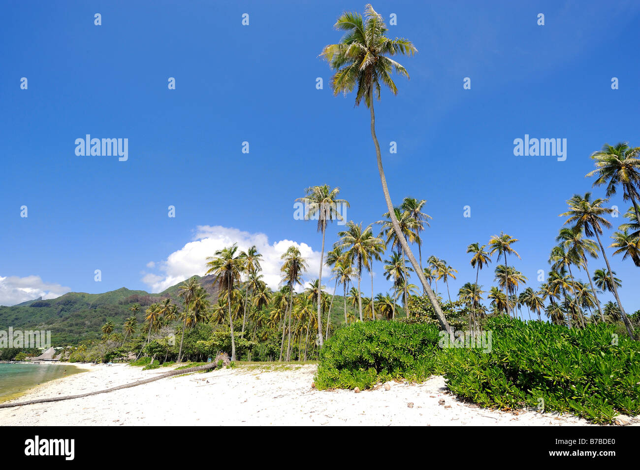Plage de Temae, Moorea, Polynésie Française Photo Stock - Alamy