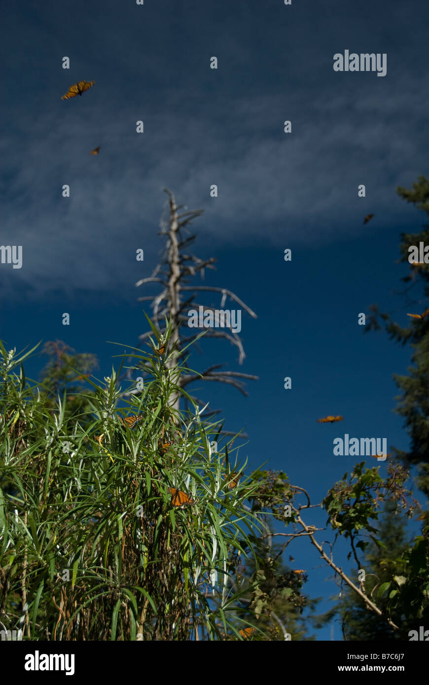 Réserve de biosphère du papillon monarque Banque de photographies et d ...