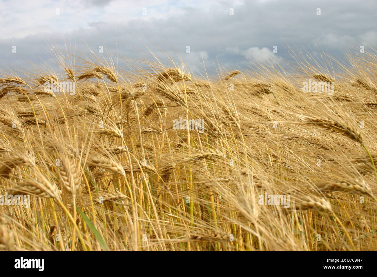 Mature thunderstorm Banque de photographies et d’images à haute ...