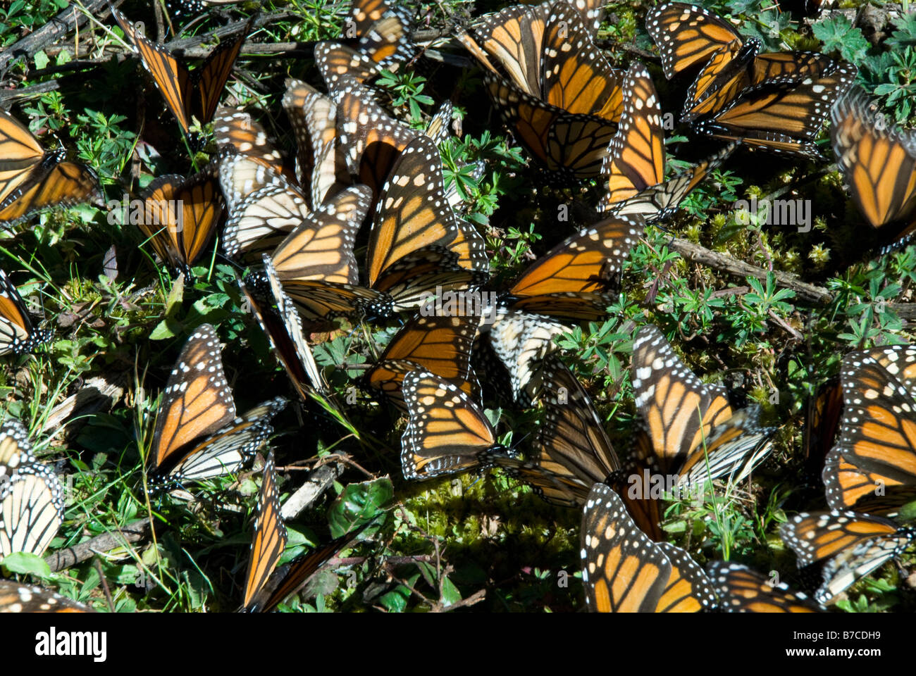Migration monarque mexique Banque de photographies et d’images à haute ...