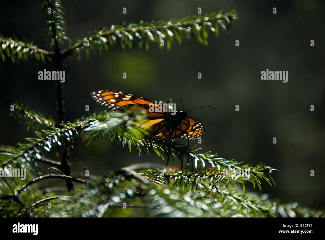 Réserve de biosphère du papillon monarque Banque de photographies et d ...