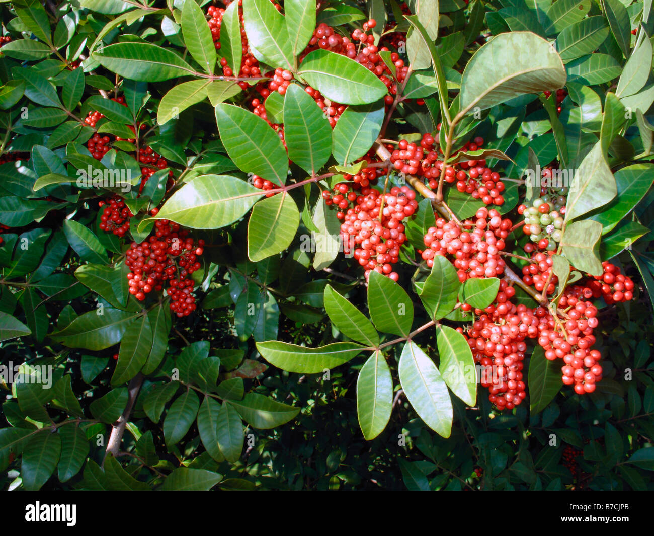 Brazilian pepper tree Banque de photographies et d’images à haute ...
