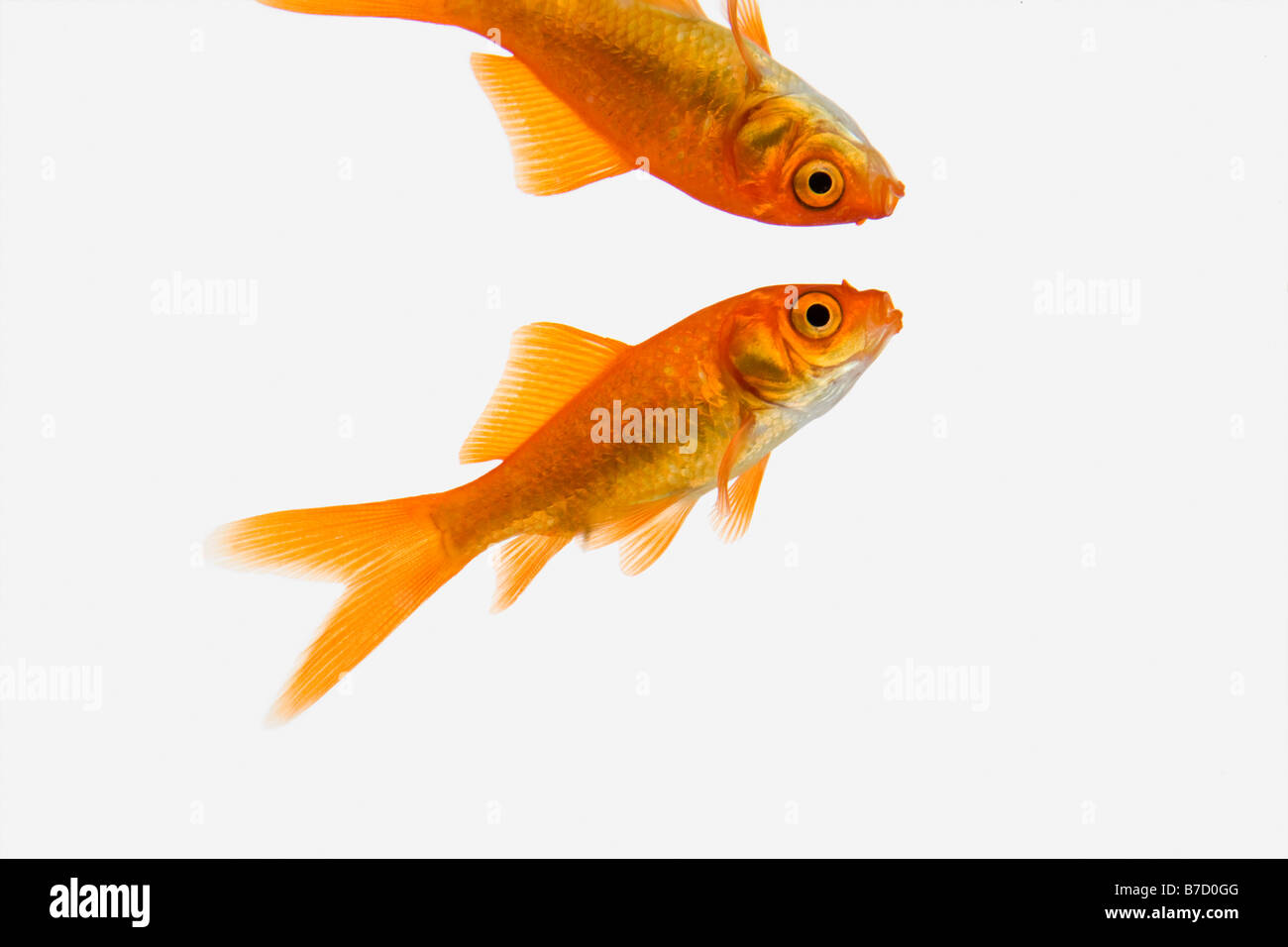 Verre poisson rouge Banque de photographies et d’images à haute ...