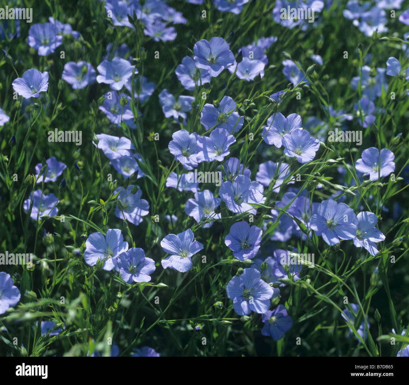 Graines de lin Banque de photographies et d’images à haute résolution ...