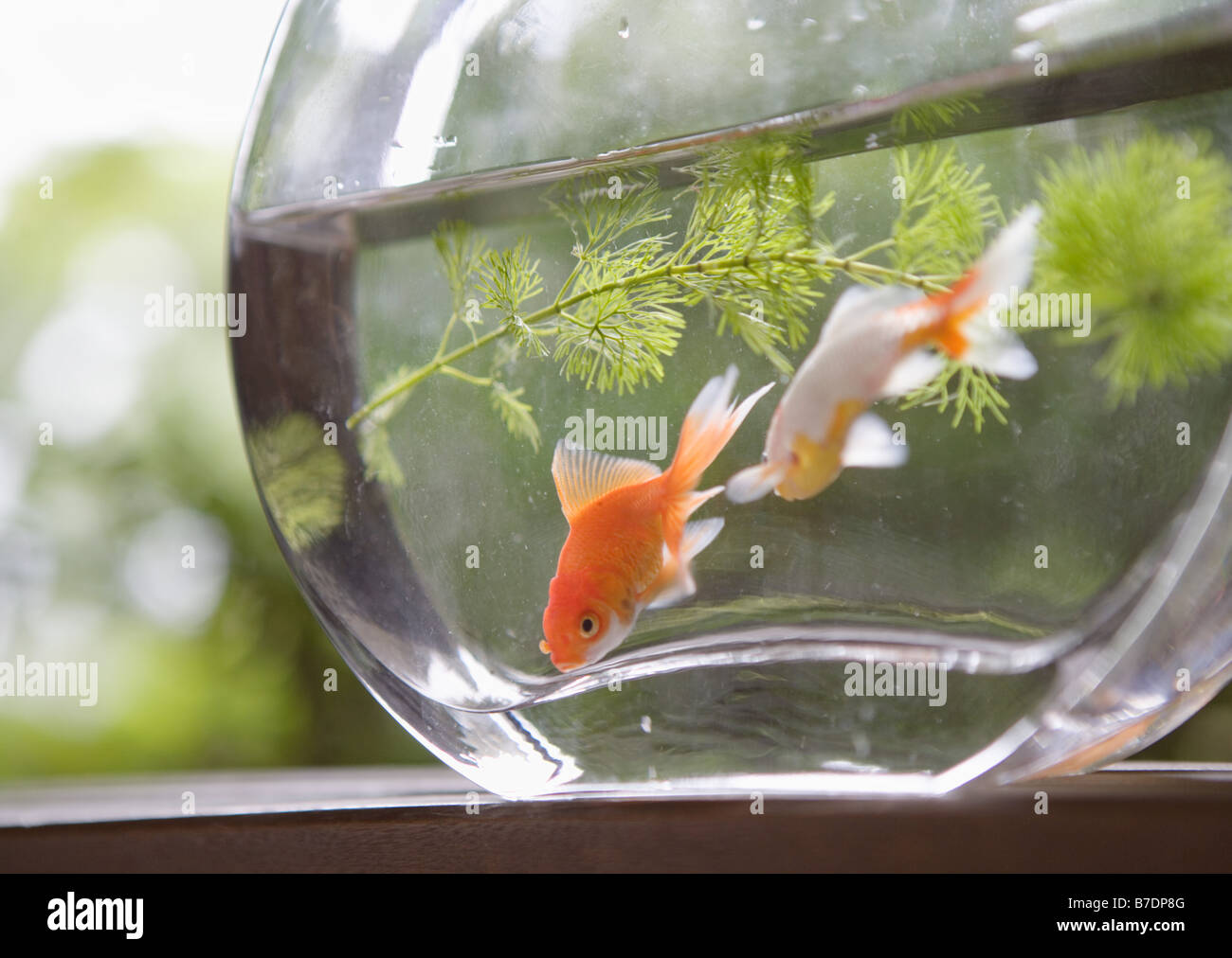 Deux poissons rouges dans un bol en verre Banque de photographies et d ...