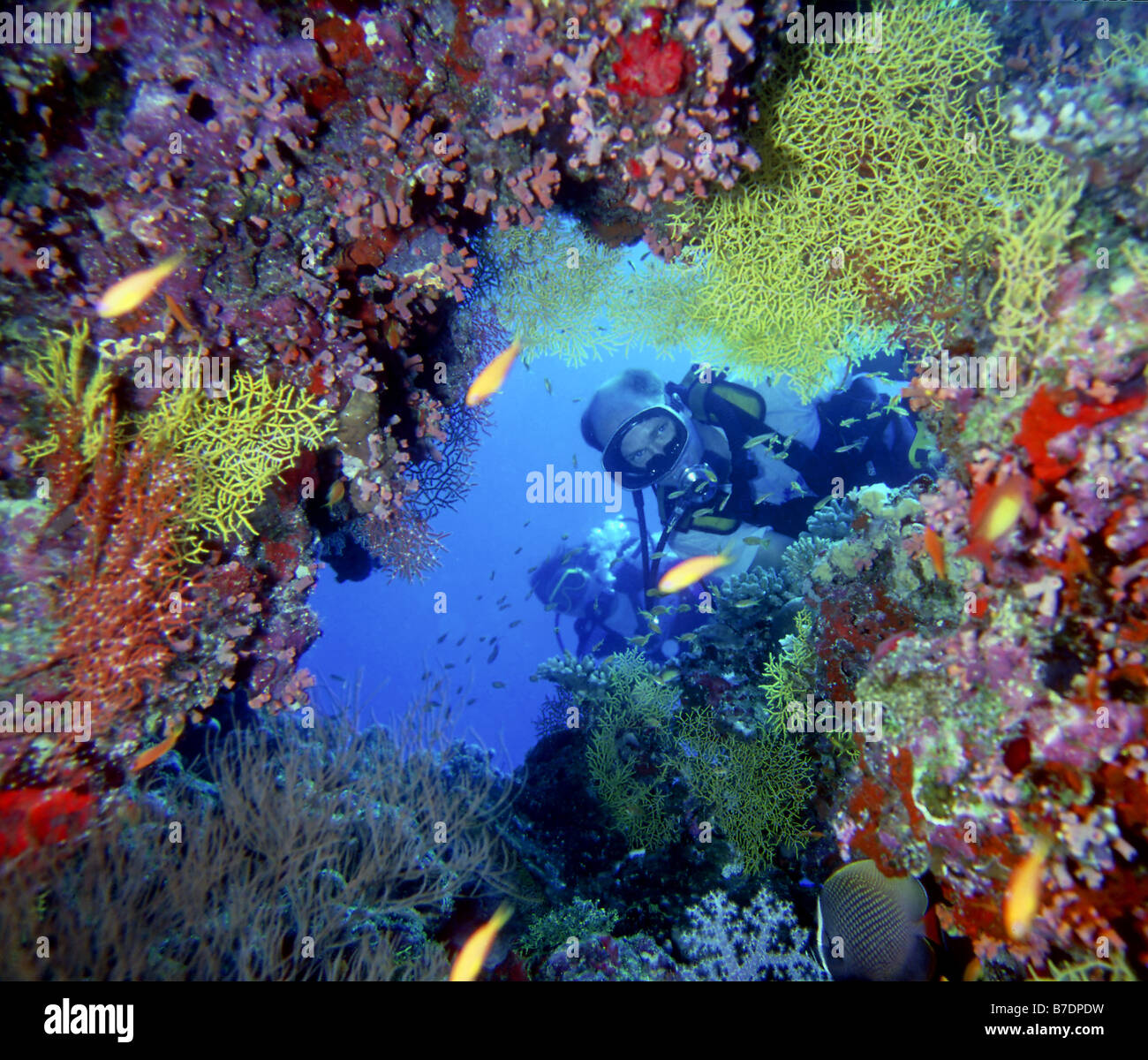 Maldives plongée photos de vacances Banque de photographies et d’images ...