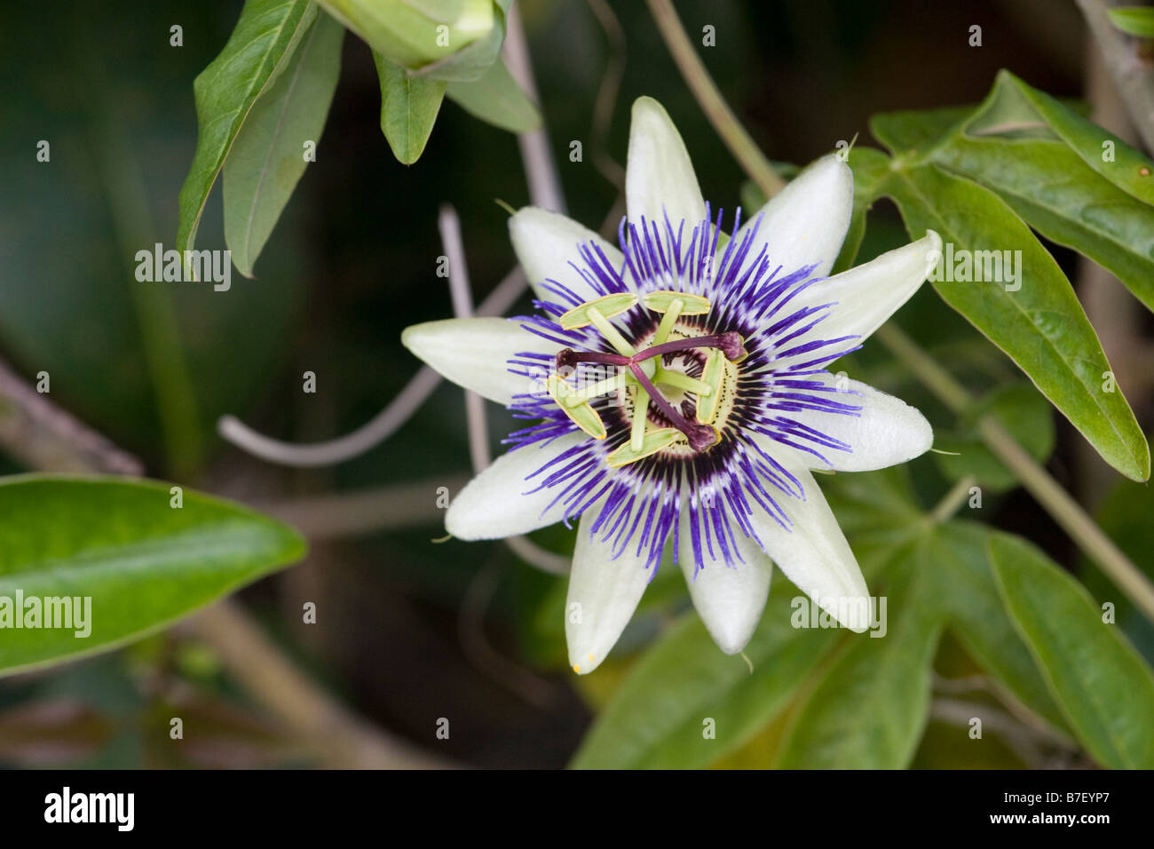 Passion fruit pollination Banque de photographies et d’images à haute ...