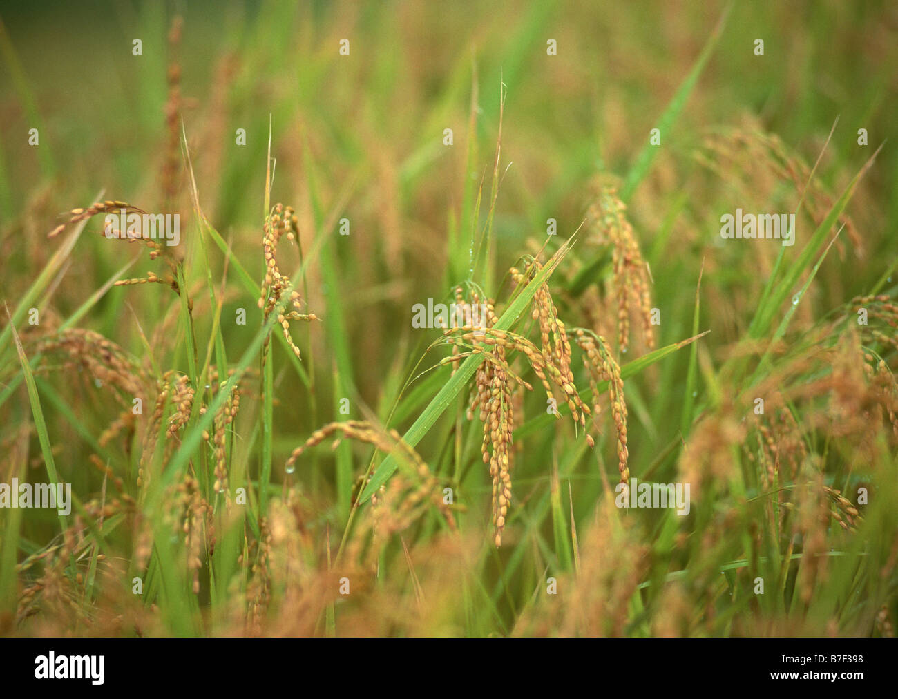 Riz Paddy Japon Banque d'image et photos - Alamy