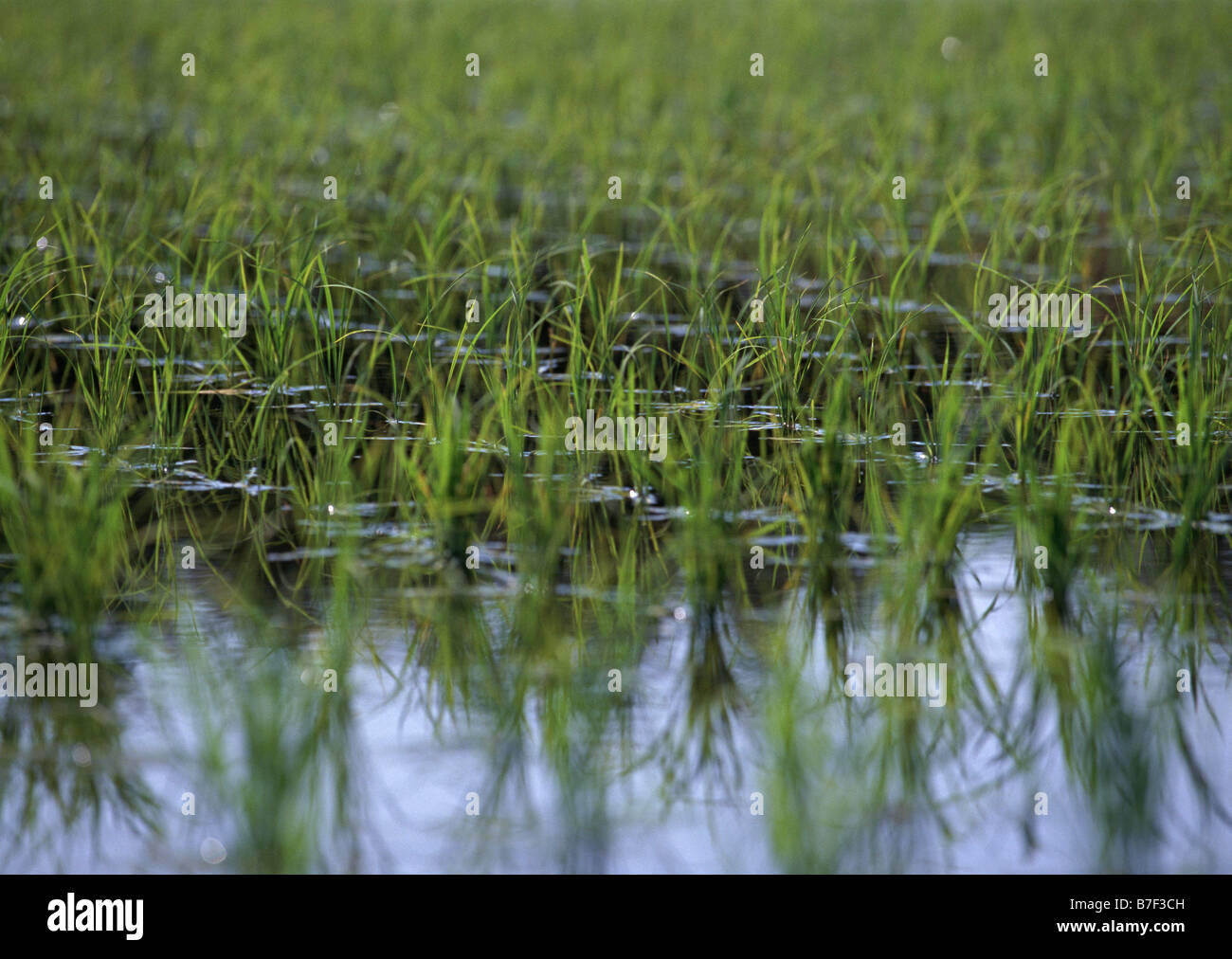 Irrigation des cultures au japon Banque de photographies et d’images à ...