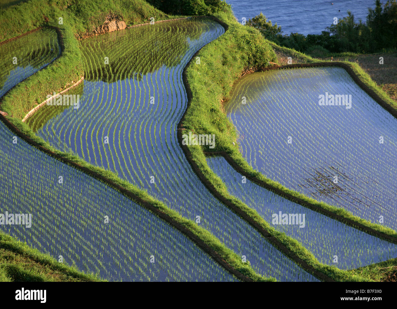 Irrigation des cultures au japon Banque de photographies et d’images à ...