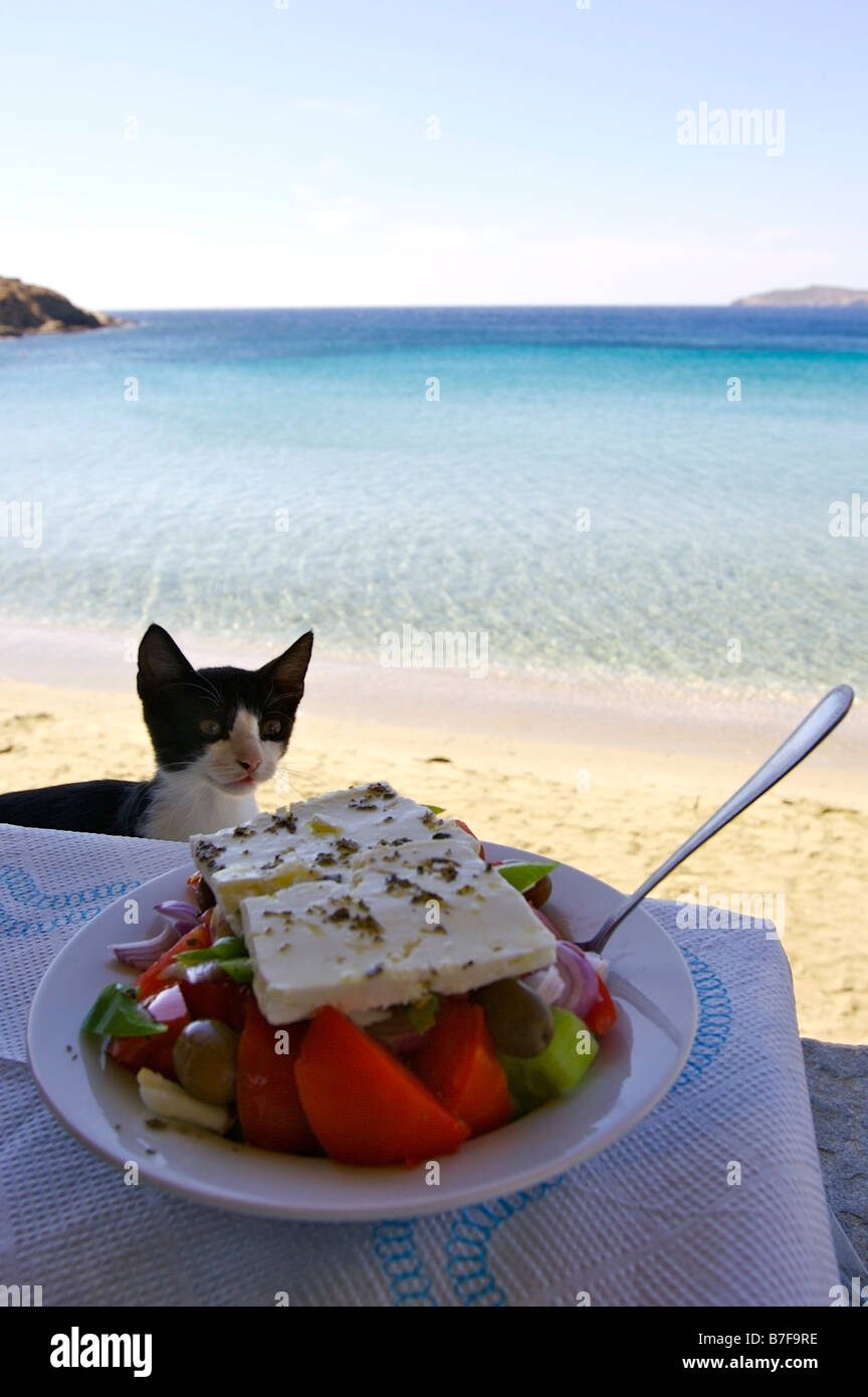 Chat grec sur la plage Banque de photographies et d’images à haute ...