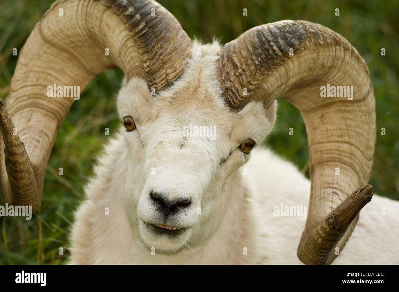 Moutons dahls Banque de photographies et d’images à haute résolution ...