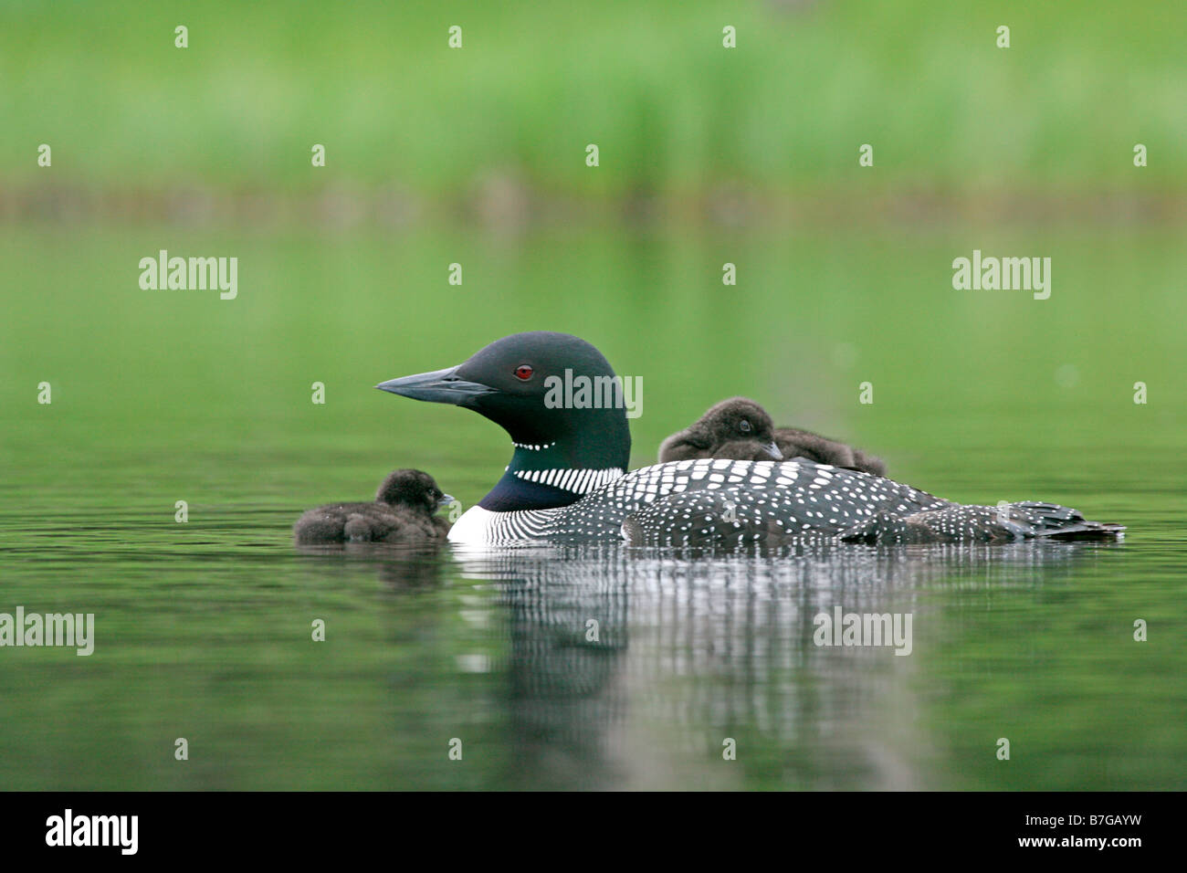 Les huards Banque de photographies et d’images à haute résolution - Alamy