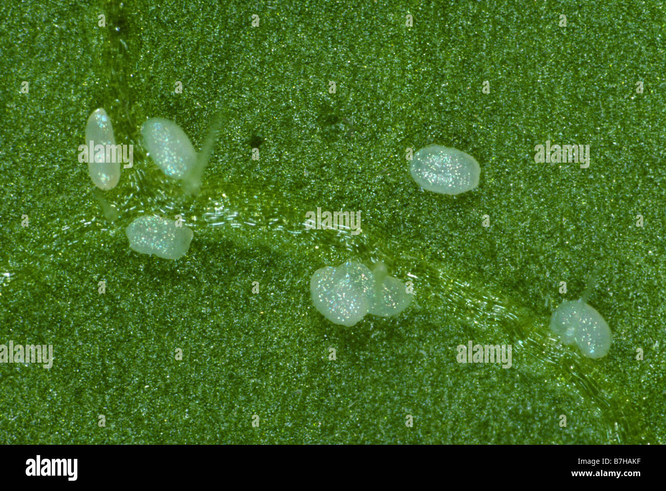 Mite eggs Banque de photographies et d’images à haute résolution - Alamy